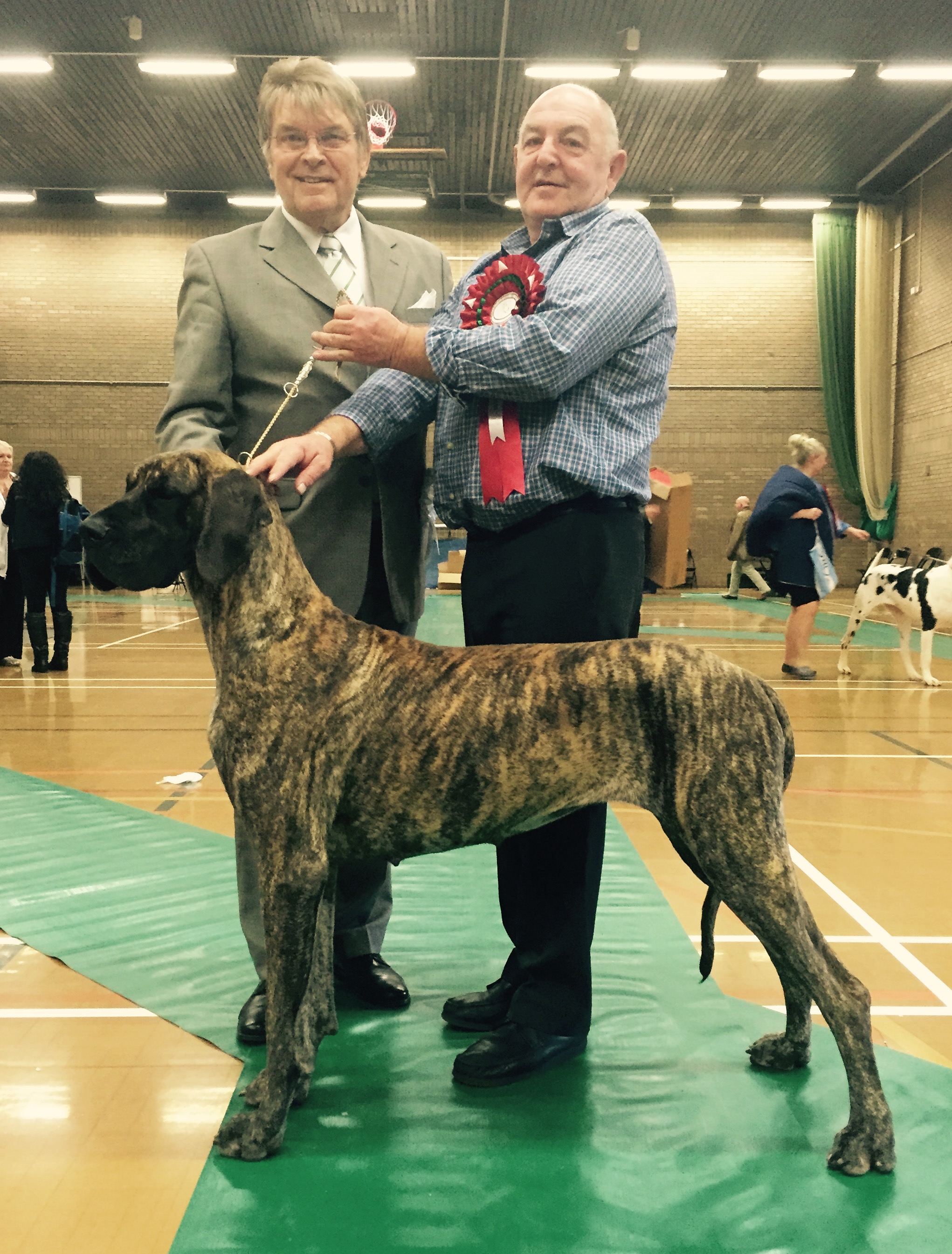 Selmalda Great Danes